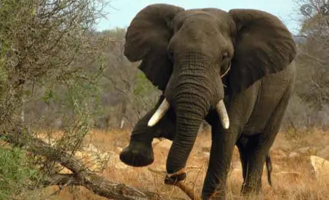 Elephant Train Accident: मालगाड़ी की चपेट में आया हाथी, बचाने के प्रयास ...