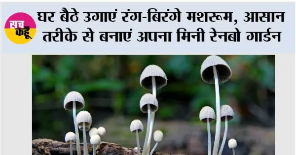 Rainbow Mushrooms Growing Tips: घर बैठे उगाएं रंग-बिरंगे मशरूम, आसान ...