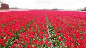 Gulab Ki Kheti Kaise Kare | गुलाब की खेती कैसे करें ? Sach Kahoon