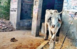 जाखल: अनदेखी की मार, शक्करपुरा का बस स्टैंड बना ‘पशु स्टैंड’