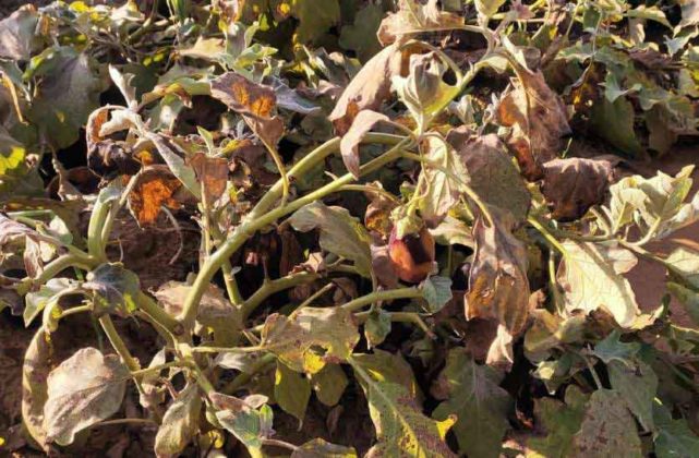 Vegetable Crop Destroyed, ज्यादा ठंड व पाले से सब्जी की फसल तबाह