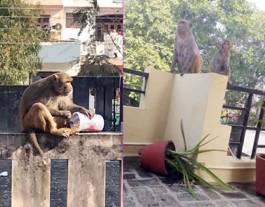Fear of Monkeys, बंदरों के खौफ से घरों में कैद हुए लोग