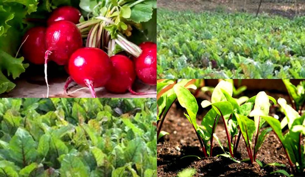 Chukandar Ki Kheti | चुकंदर की खेती कैसे करें