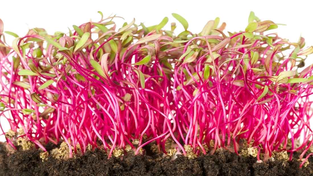 Chukandar Ki Kheti | चुकंदर की खेती कैसे करें