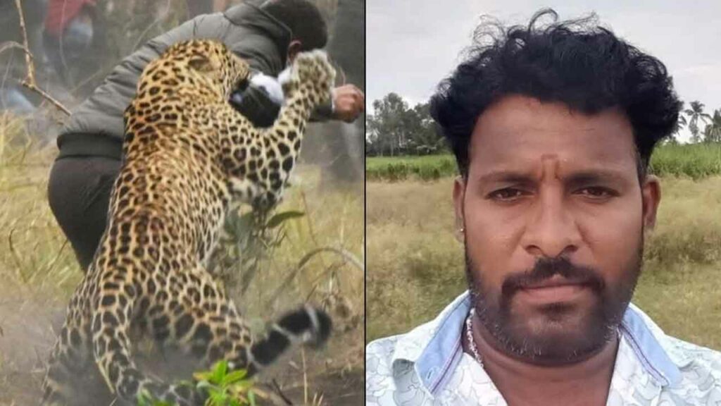 Leopard News: पहाड़ी मंदिर पर तेंदुए का तीर्थयात्री पर हमला, अफरा...